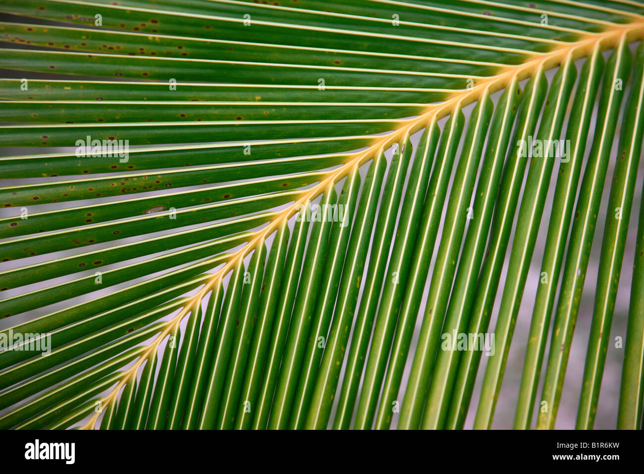 Leaf of coconut Stock Photo - Alamy