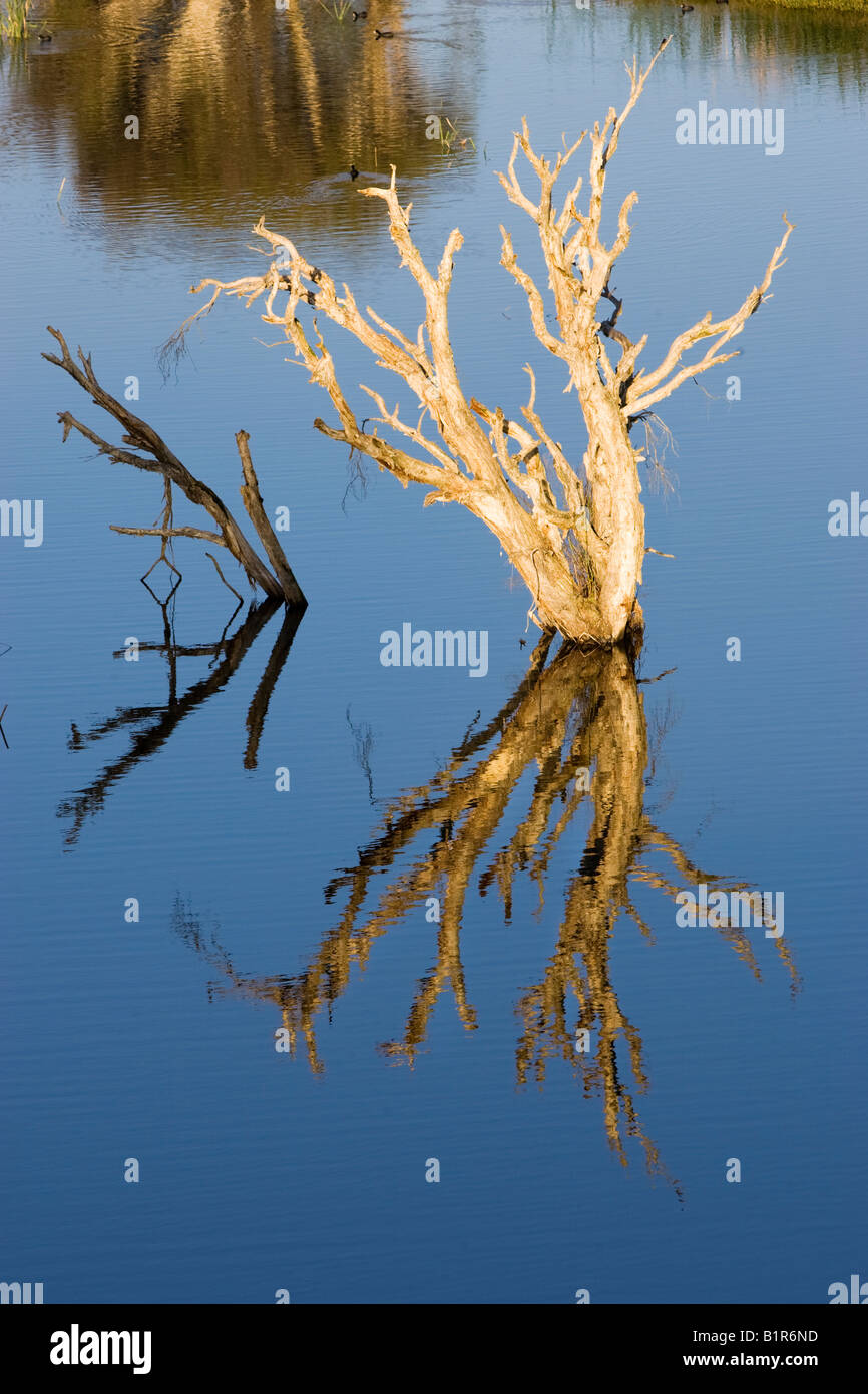 A swamp paperbark (Melaleuca rhaphiophylla) growing at Herdsman Lake ...