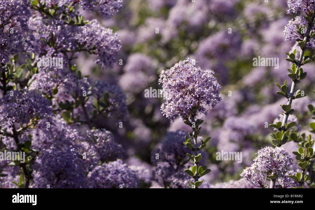 Ceanothus blue hi-res stock photography and images - Alamy
