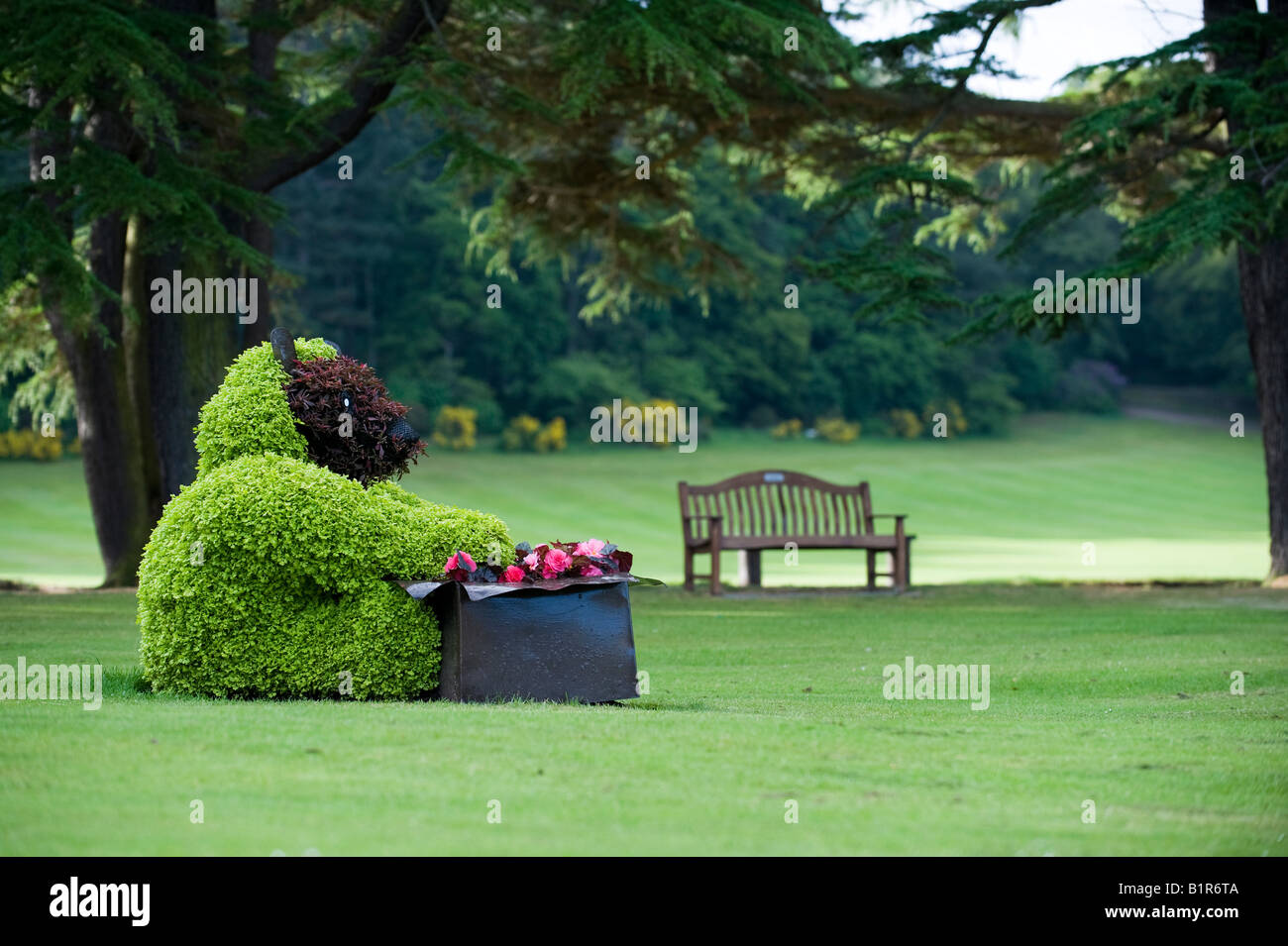 Bear shape box hedge topiary in Forres park, Moray, Scotland Stock ...