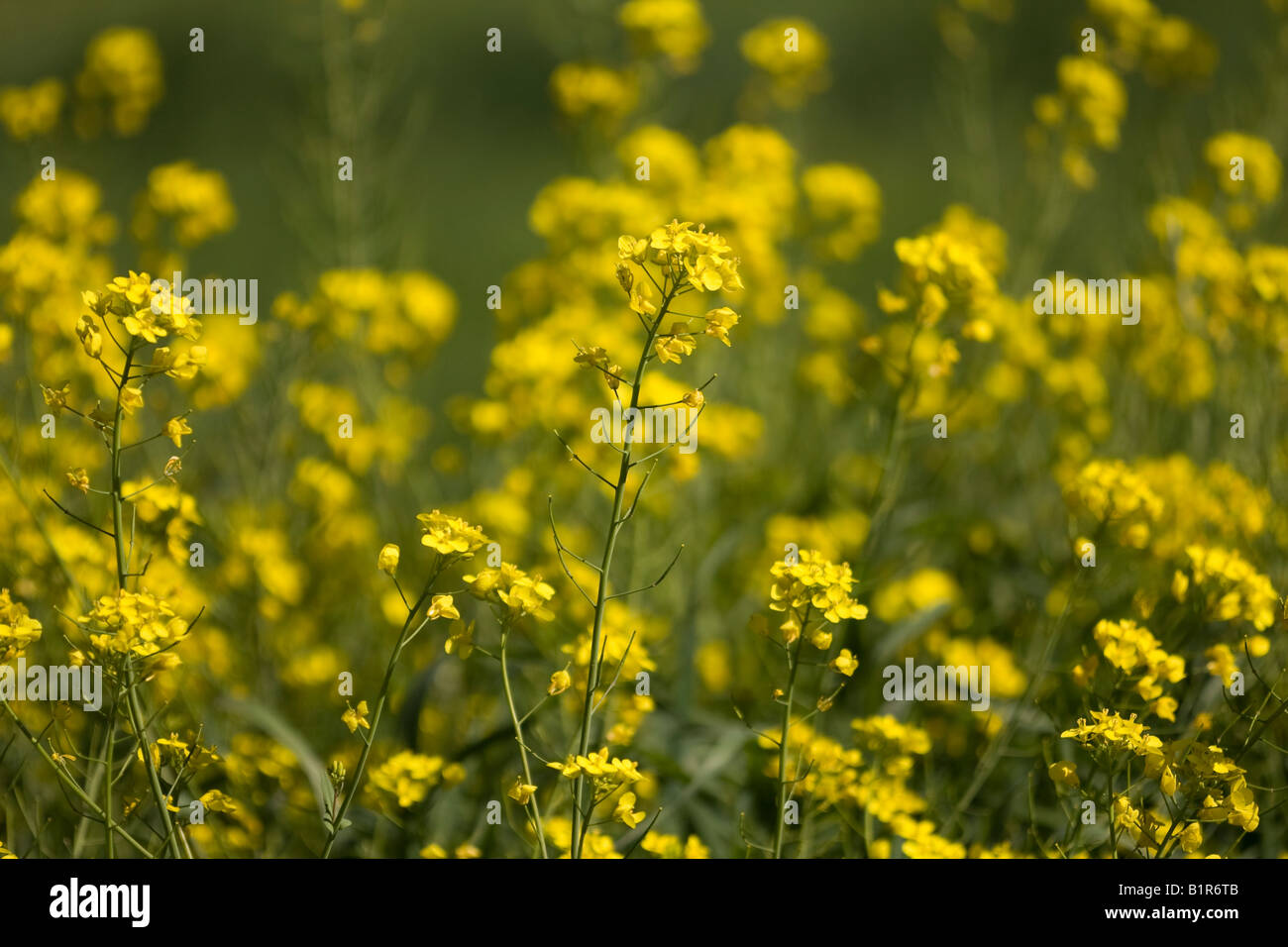 Wild mustard blossom hi-res stock photography and images - Alamy