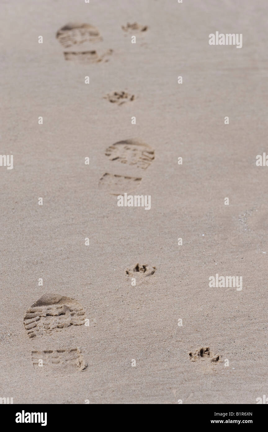 Human footprints dog paw prints hi-res stock photography and images - Alamy