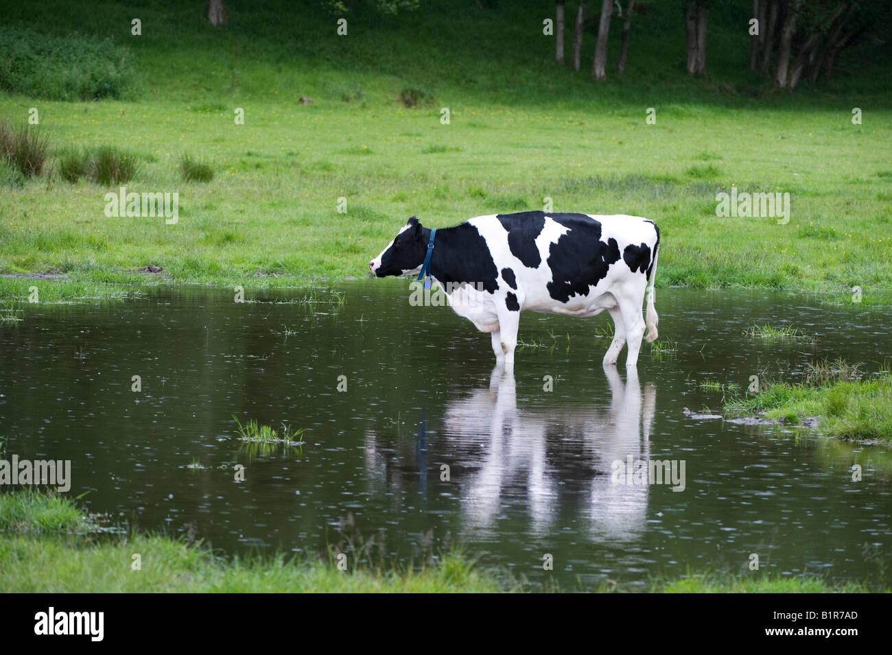 Dairy Cow standing in a puddle of water in a field with reflection ...