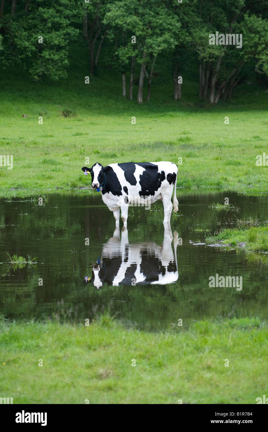 Dairy cow standing in puddle hi-res stock photography and images - Alamy