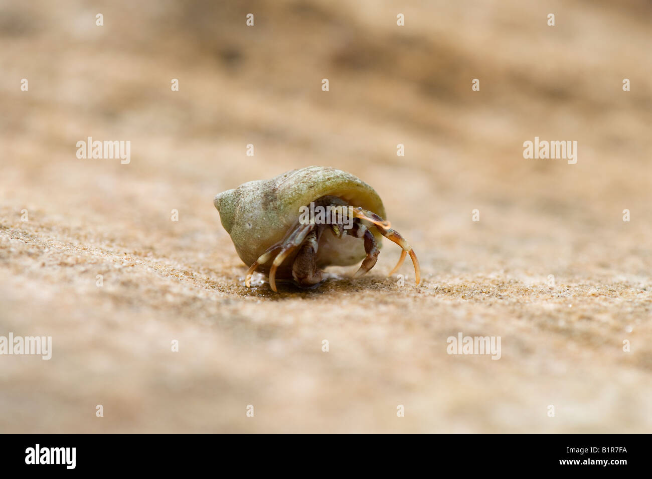 Hermit crab on a coastal rock. Scotland Stock Photo - Alamy