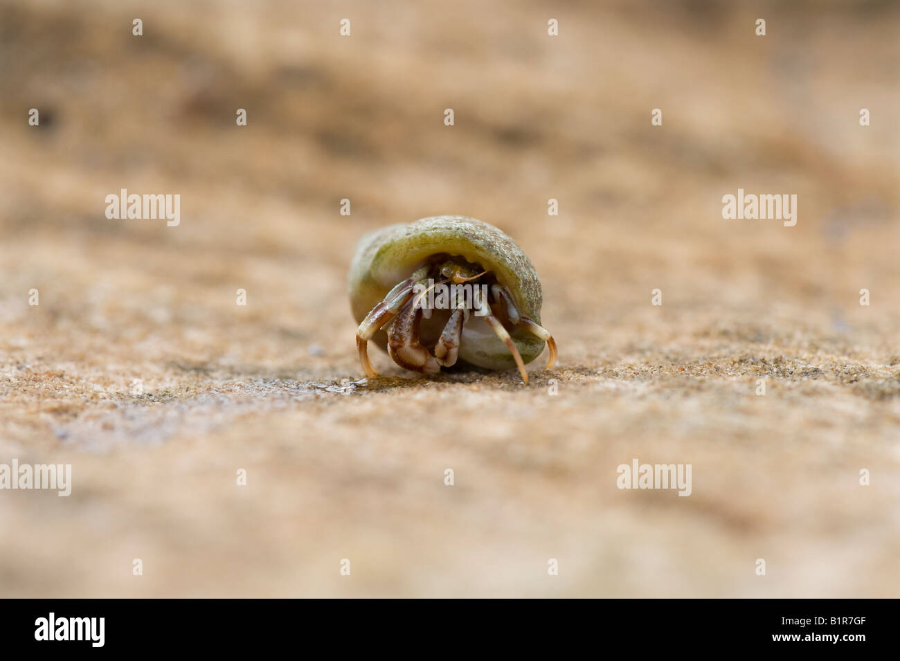 Scotland hermit crab hi-res stock photography and images - Alamy