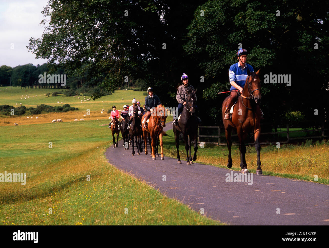 Ireland, Horses, Exercising Stock Photo - Alamy