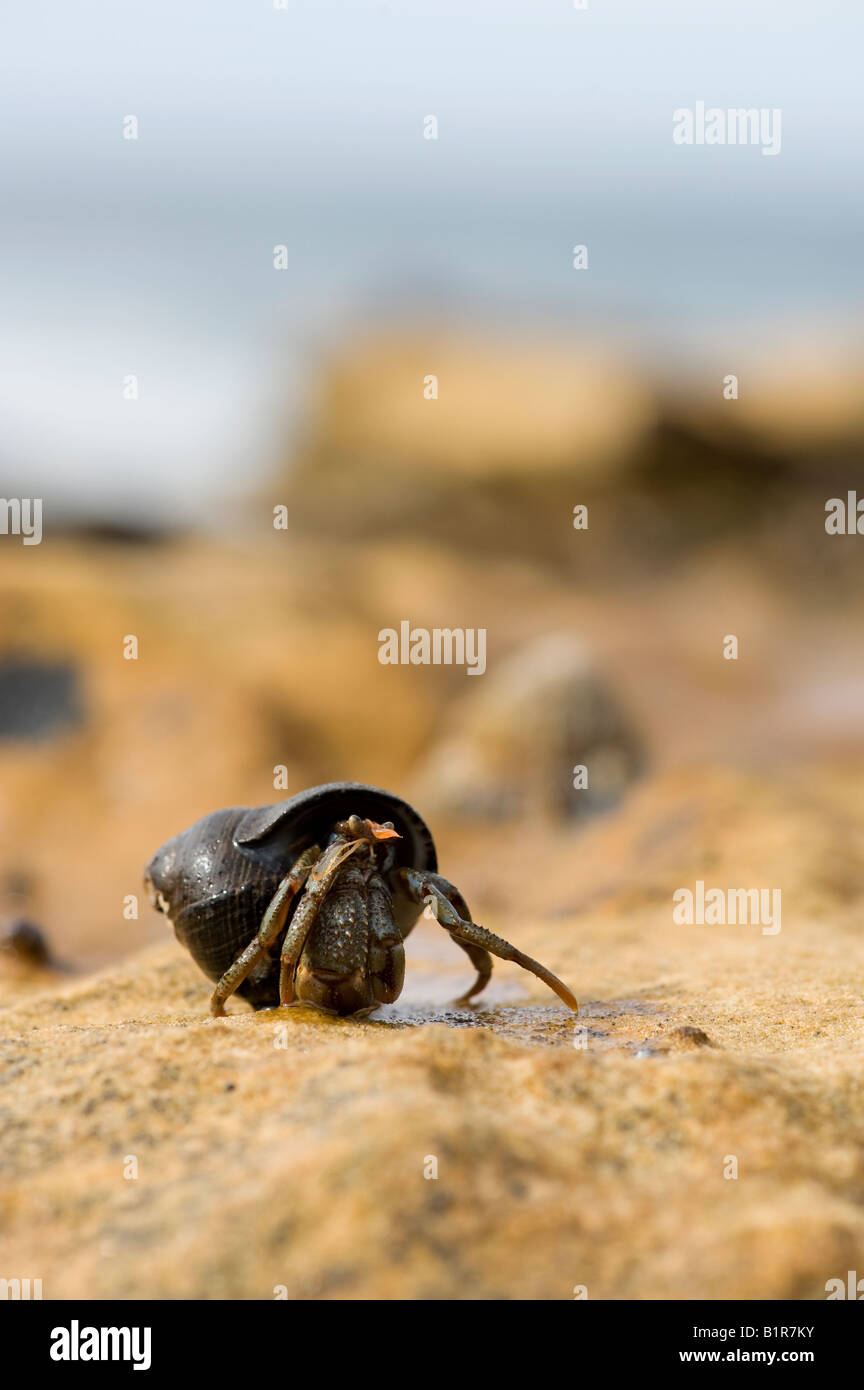 Hermit crab on a coastal rock. Scotland Stock Photo - Alamy