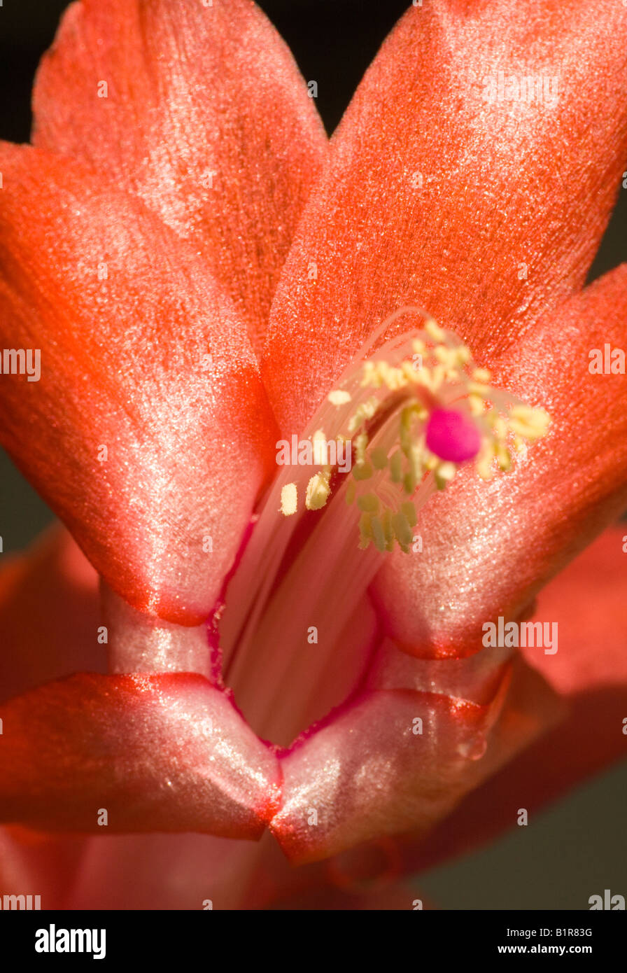 Zygo Cactus High Resolution Stock Photography and Images - Alamy