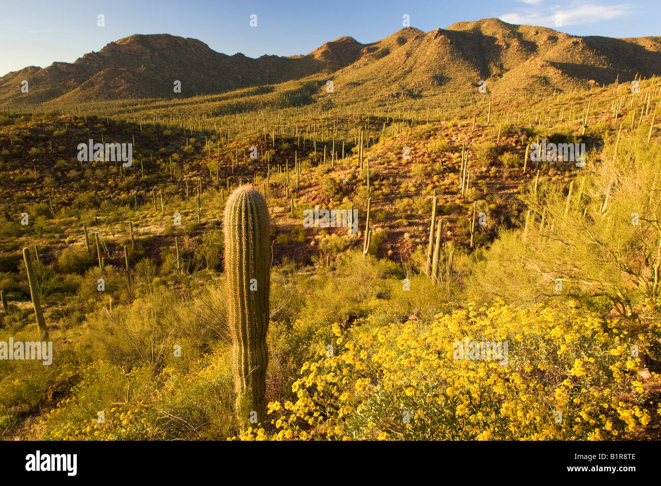 Saguaro Cactus And Wildflowers Including Brittlebush In Saguaro West