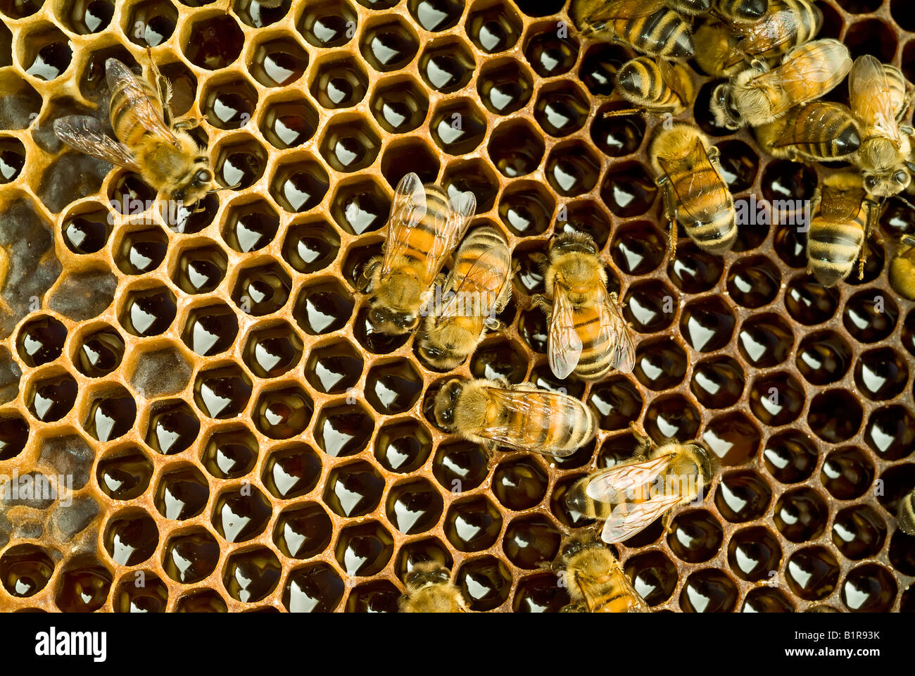 Bees inside a beehive Stock Photo - Alamy