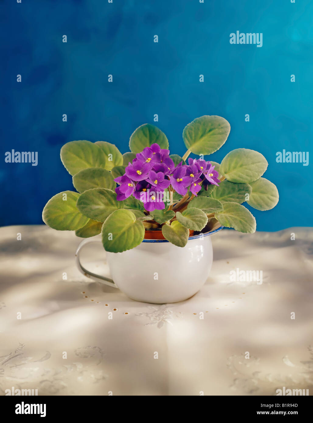 plant of African Violet in a pot Stock Photo - Alamy