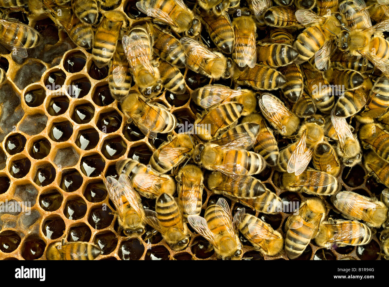 Bees inside a beehive Stock Photo - Alamy