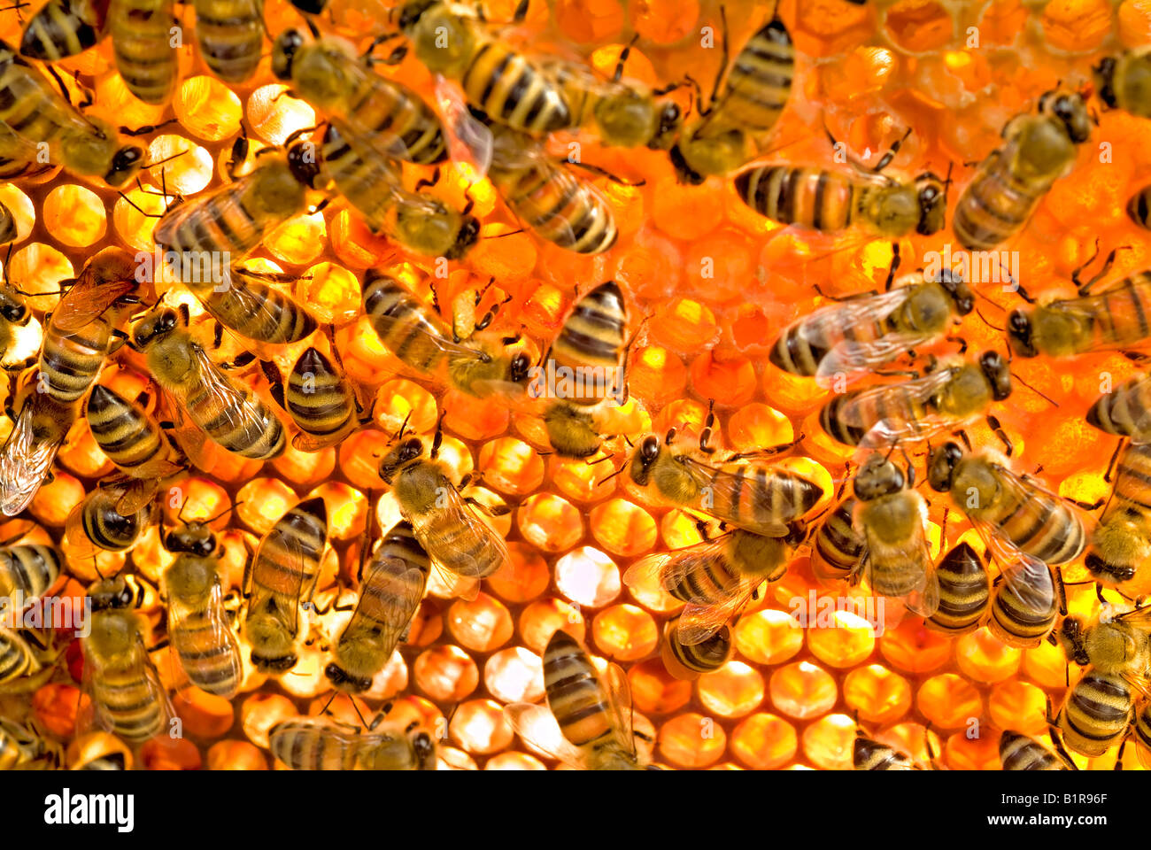 Bees inside a beehive Stock Photo - Alamy