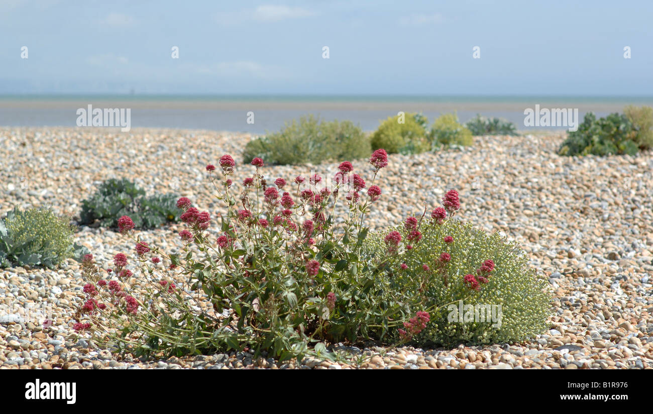 Littlestone beach hi-res stock photography and images - Alamy