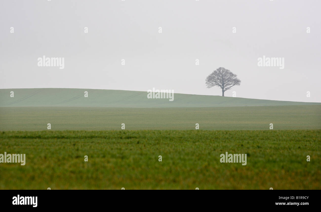 A tree standing alone in a field near Tamworth in Staffordshire Stock ...
