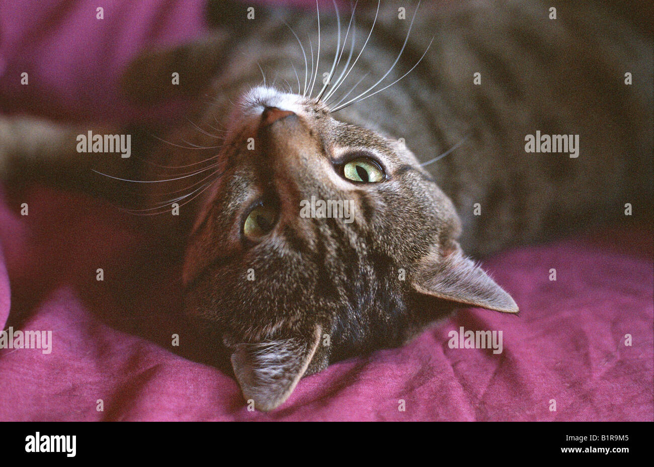 Maroon cat hi-res stock photography and images - Alamy