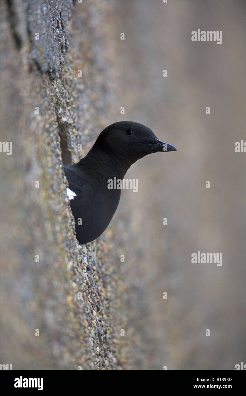Black guillemot nest hi-res stock photography and images - Alamy