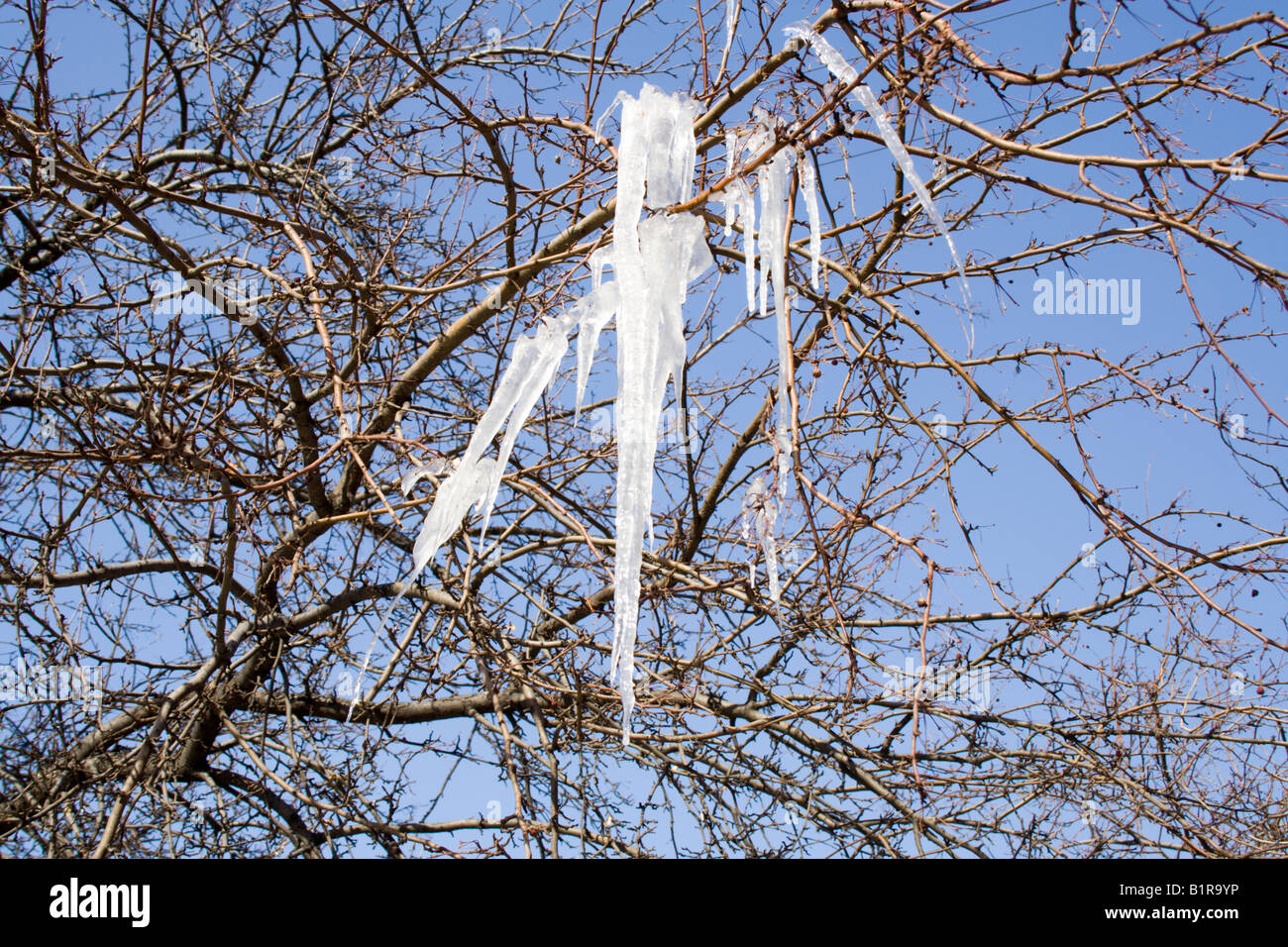 icicles on the branches of deciduous tree Stock Photo - Alamy