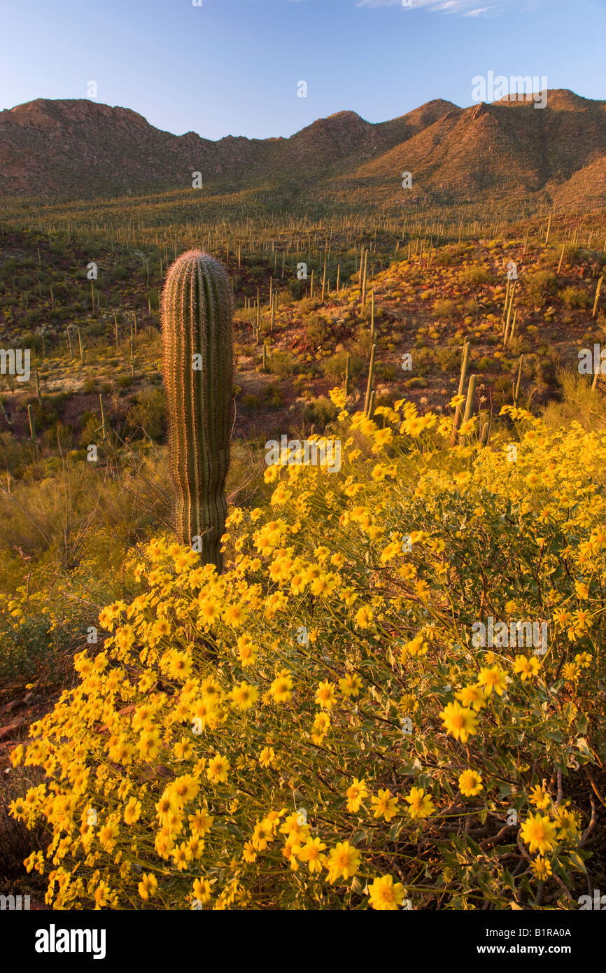 Saguaro Cactus And Wildflowers Including Brittlebush In Saguaro West
