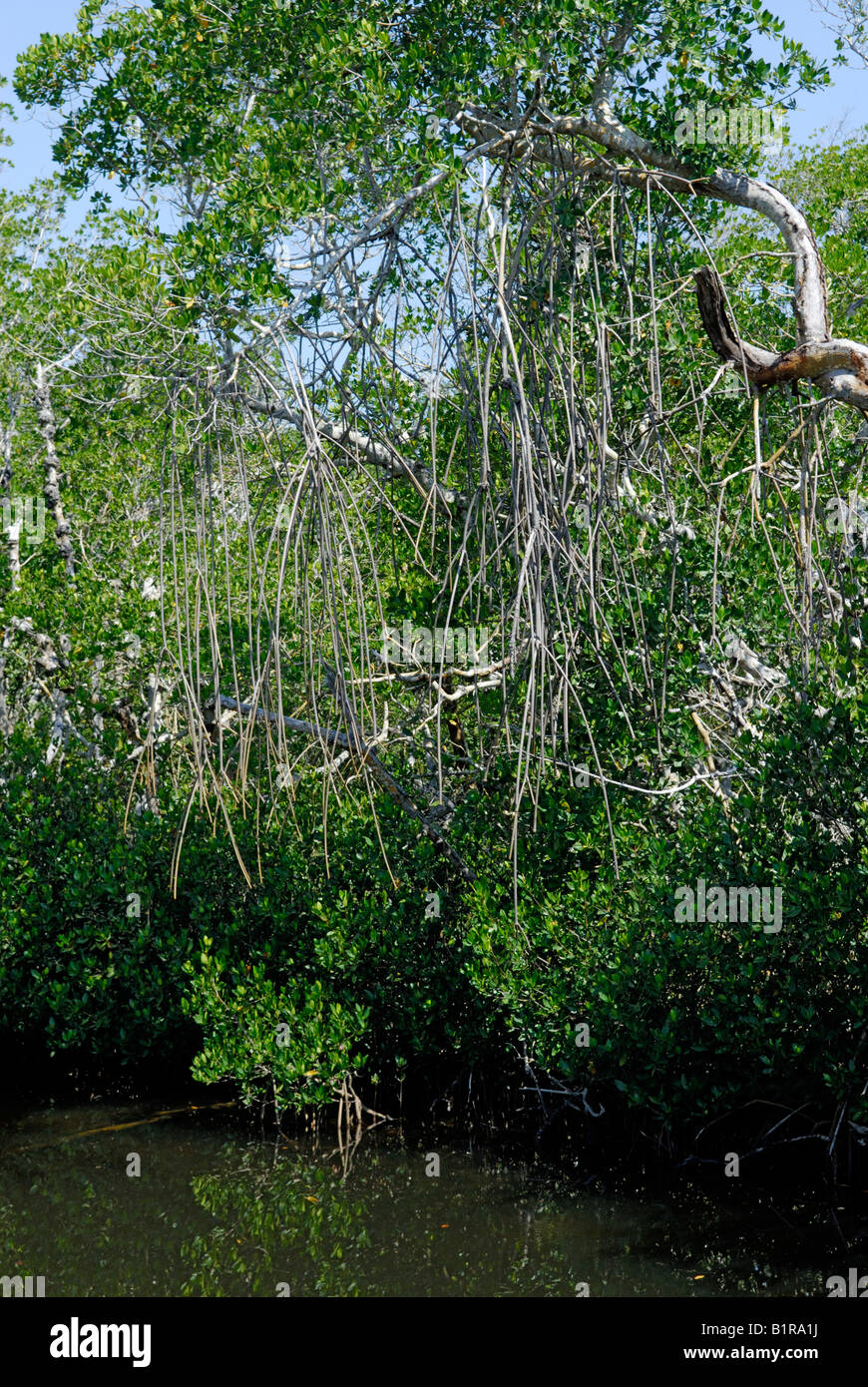 Swamp red mangrove rhizophora mangle hi-res stock photography and ...