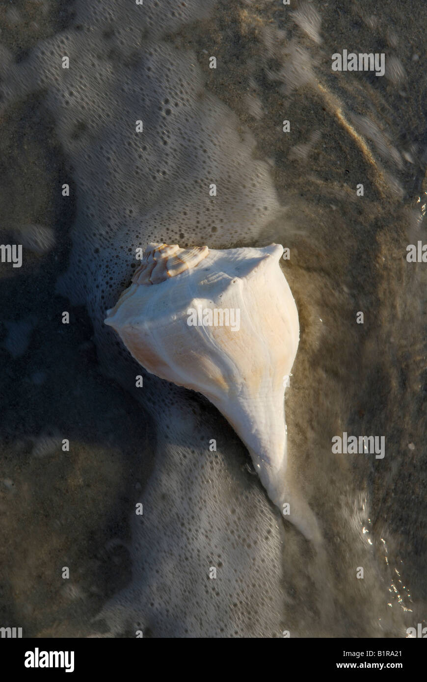 Lightning whelk Busycon contrarium shell at shoreline Sanibel Island ...