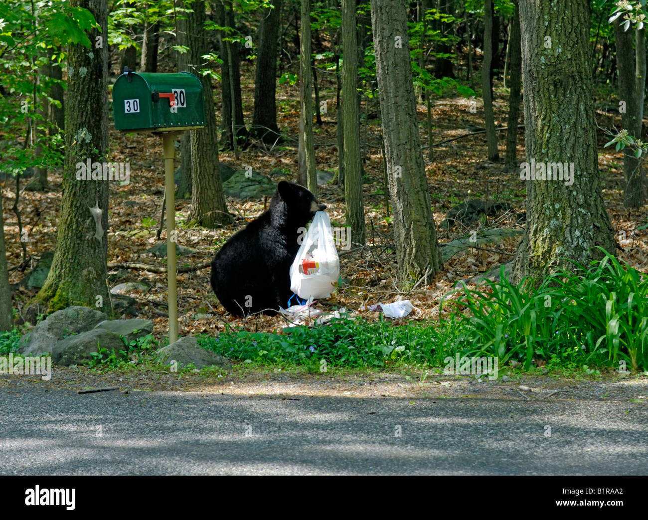 Black bear eating garbage hi-res stock photography and images - Alamy