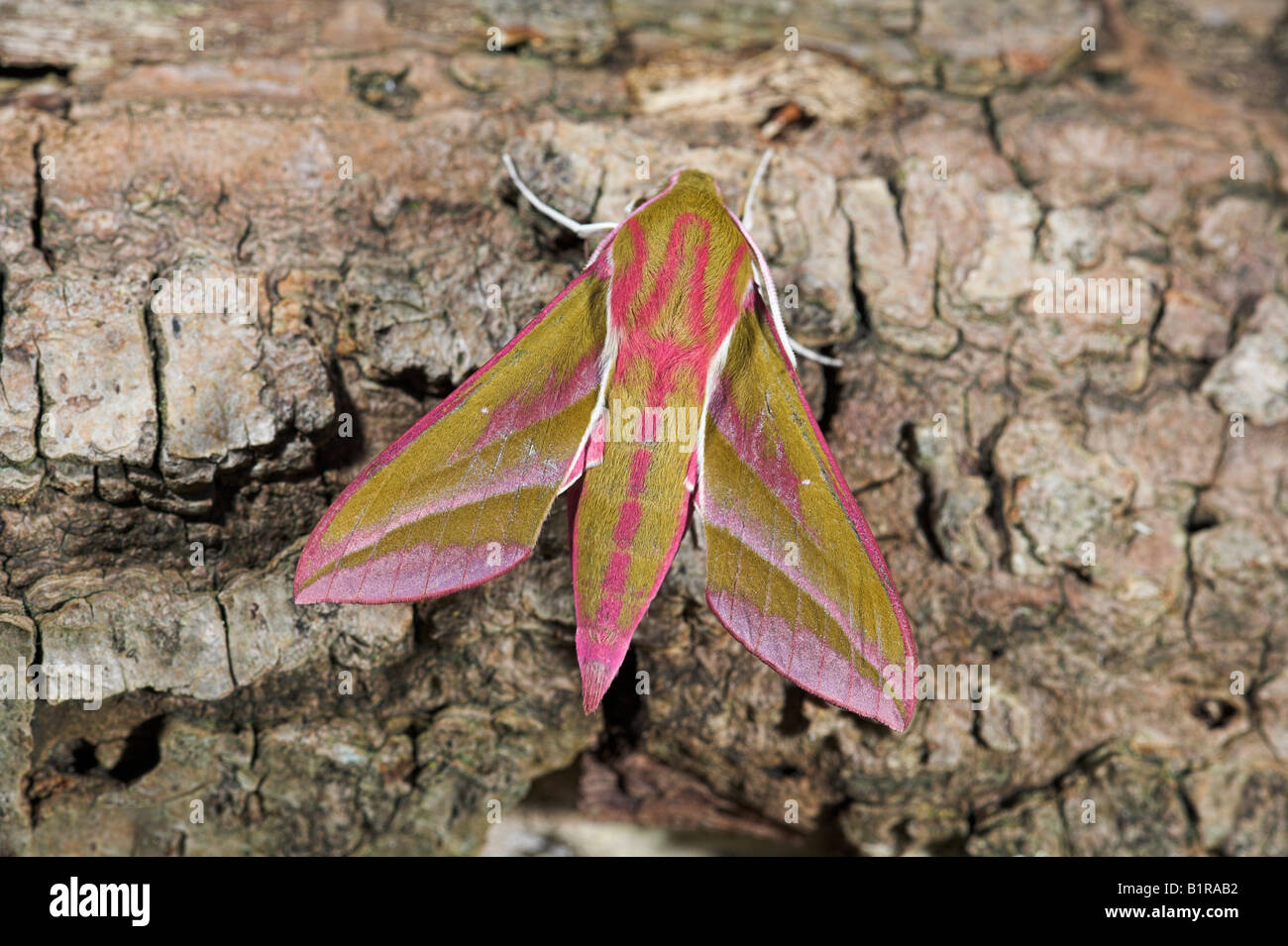 Dead hawk moth hi-res stock photography and images - Alamy
