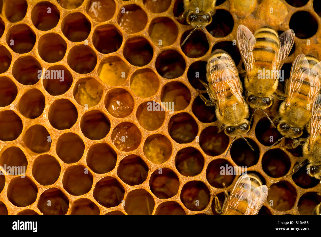 Bees inside a beehive Stock Photo - Alamy