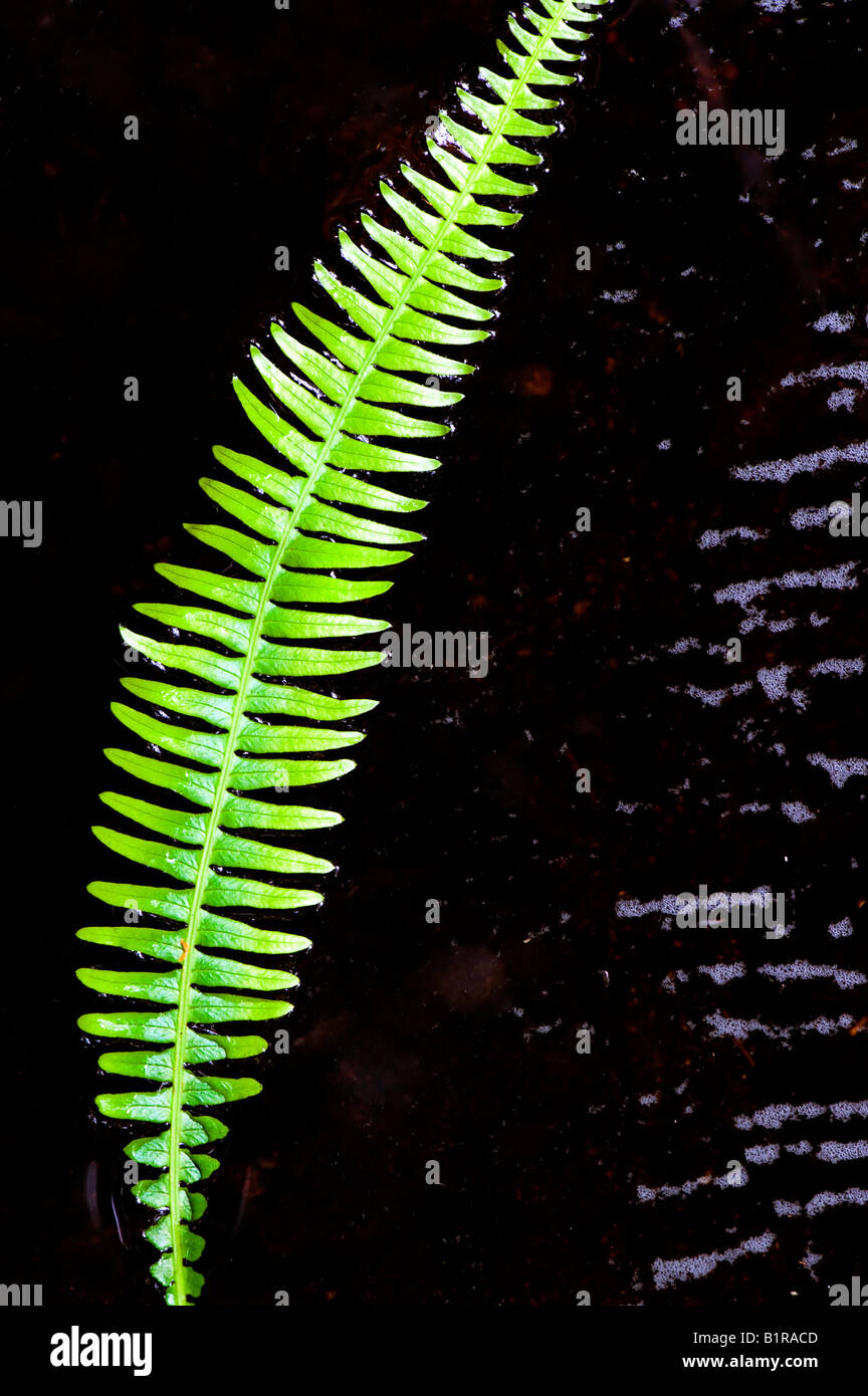 Scottish fern leaves hi-res stock photography and images - Alamy
