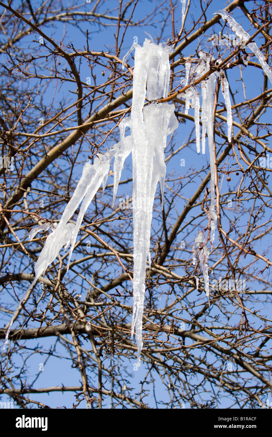 icicles on the branches of deciduous tree Stock Photo - Alamy