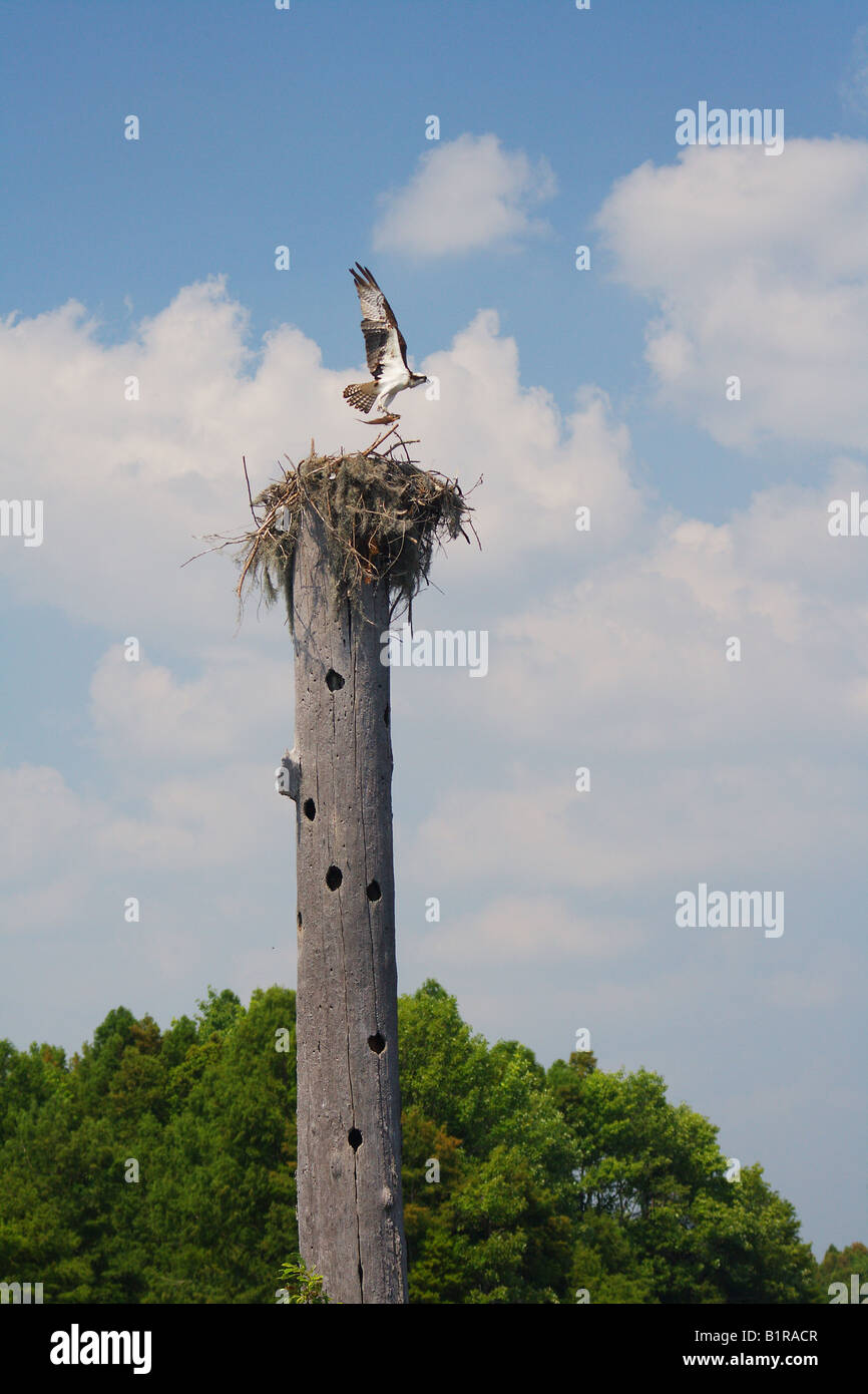 An Osprey leaves its nesting site located on Lake Marion South Carolina ...