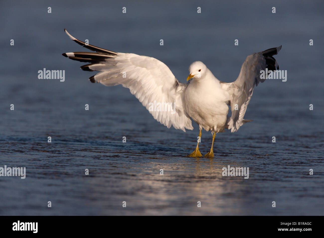 Common gull hi-res stock photography and images - Alamy