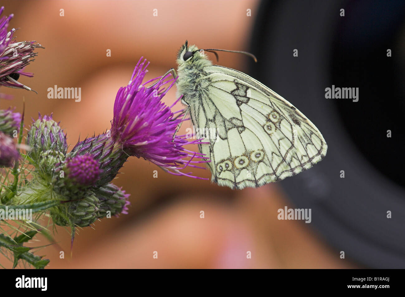 Marbled White Melanargia galathea butterfly perched on thistle, wings ...