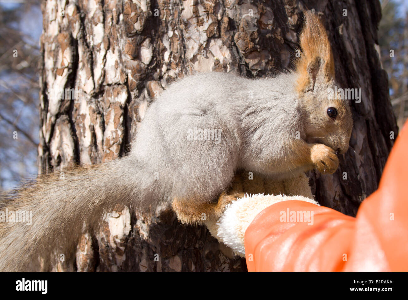 squirrel and man Stock Photo - Alamy