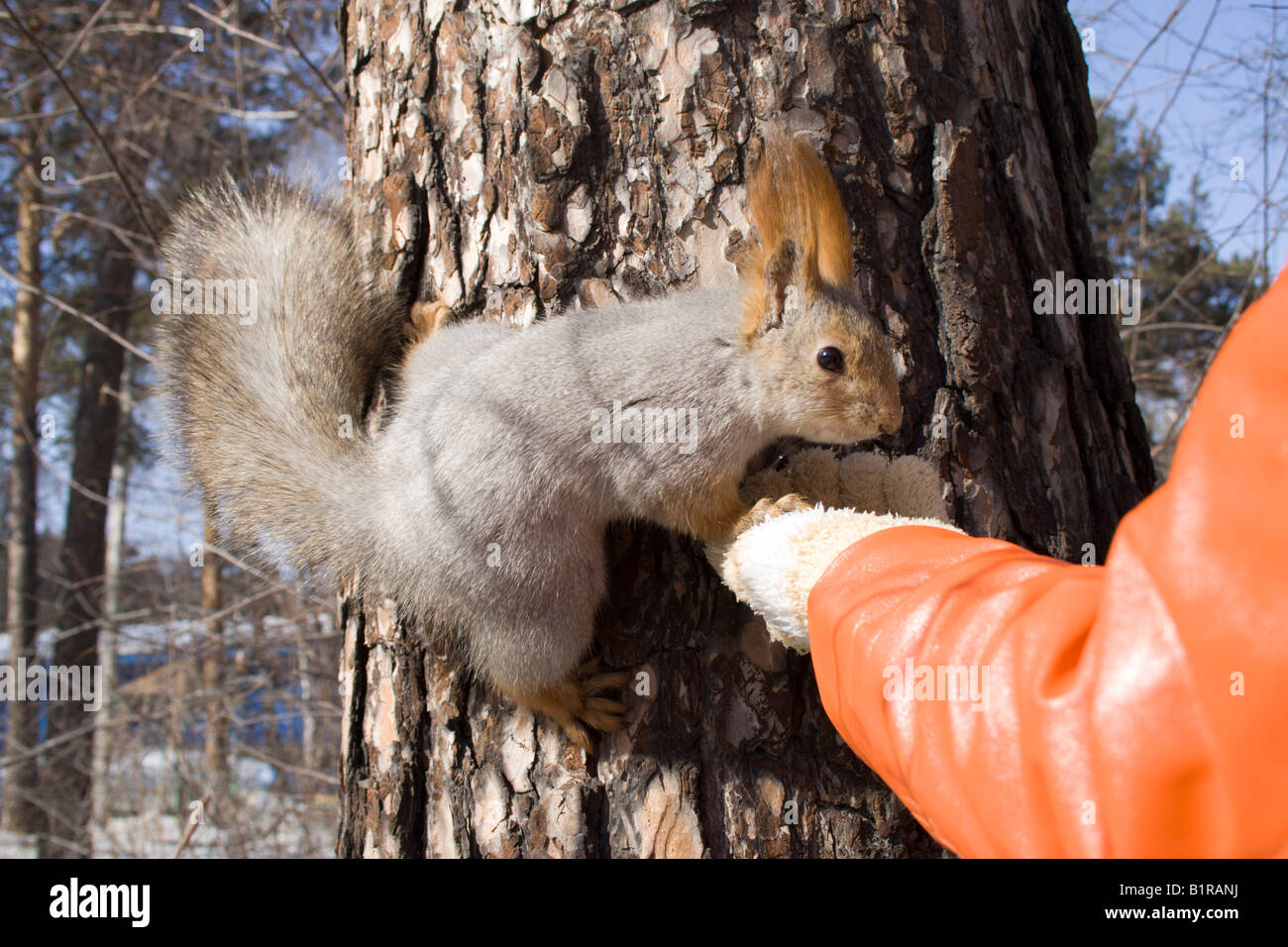 squirrel and man Stock Photo - Alamy