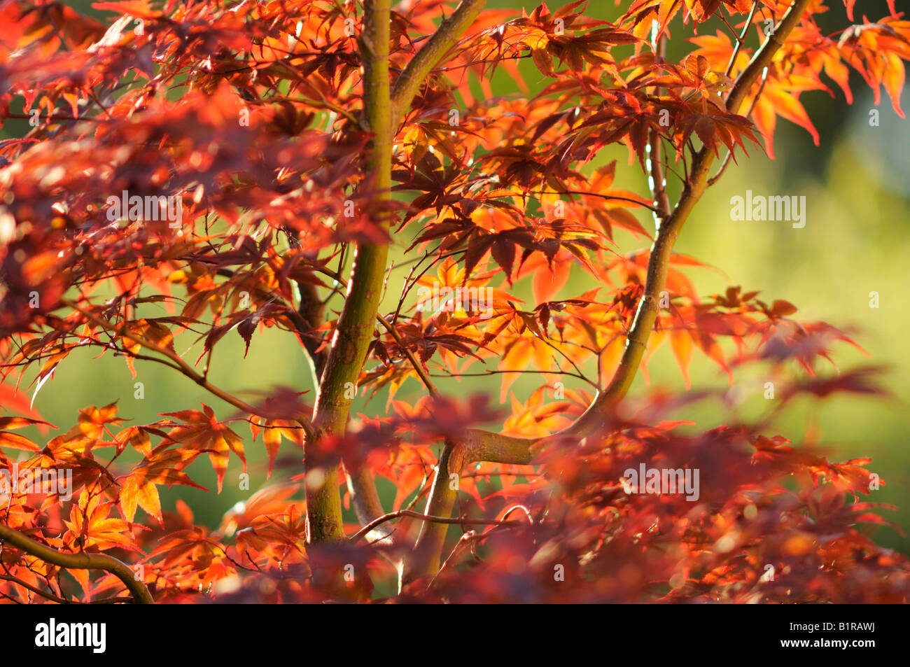 A Japanese Maple Tree Stock Photo - Alamy