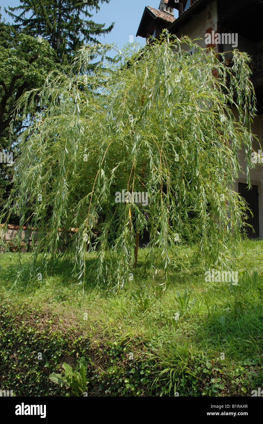Young willow tree Stock Photo - Alamy