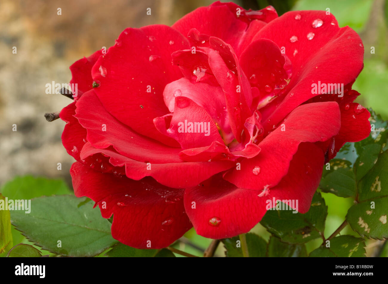 red rose after the rain with droplets Stock Photo - Alamy