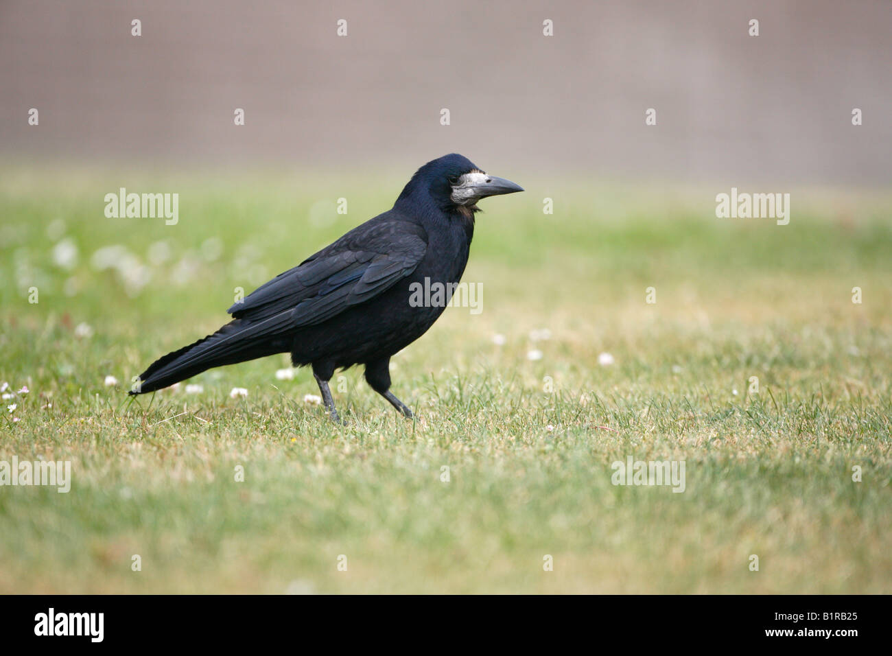 Rook scotland hi-res stock photography and images - Alamy
