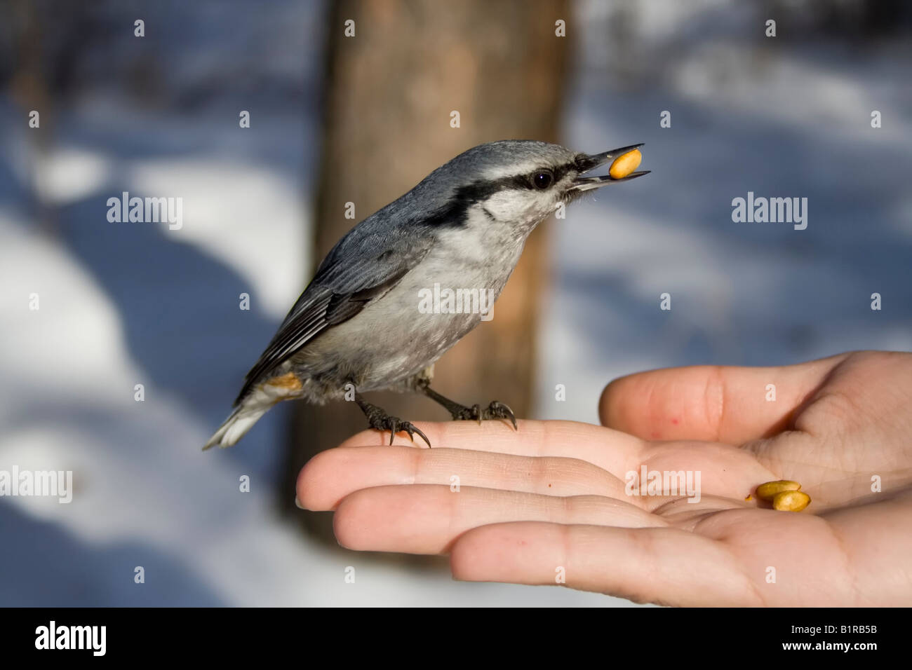 the wild bird sitting on hand Stock Photo - Alamy