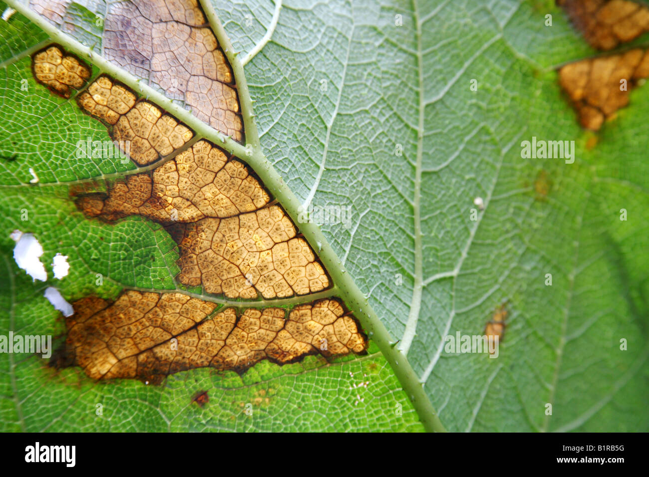 Detail of a leaf, Parque Pumalin, Patagonia, Chile Stock Photo - Alamy