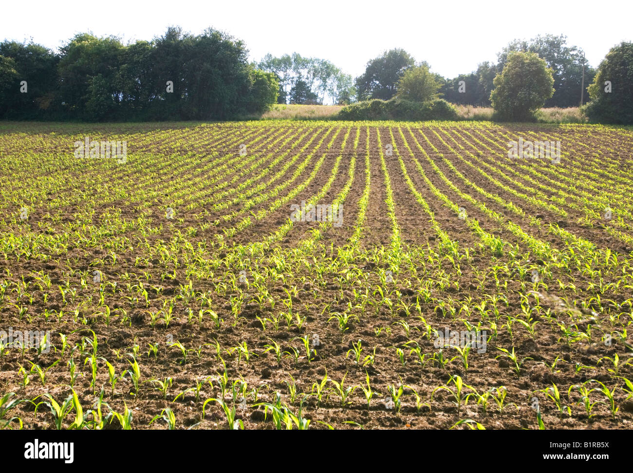 Crop of Maize Normandy France Stock Photo - Alamy