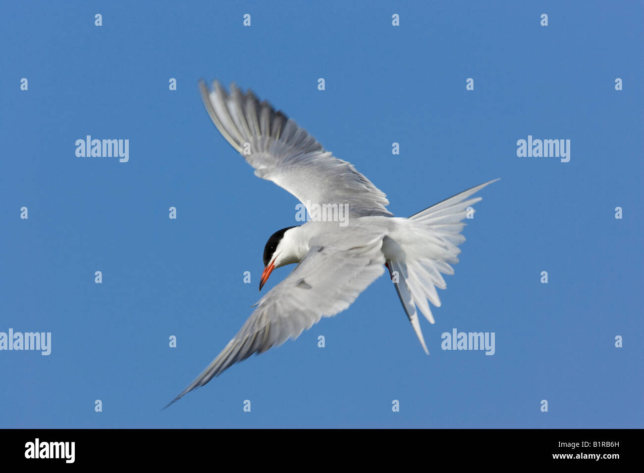 Common Tern Sterna hirundo hovering against a blue sky Stock Photo - Alamy