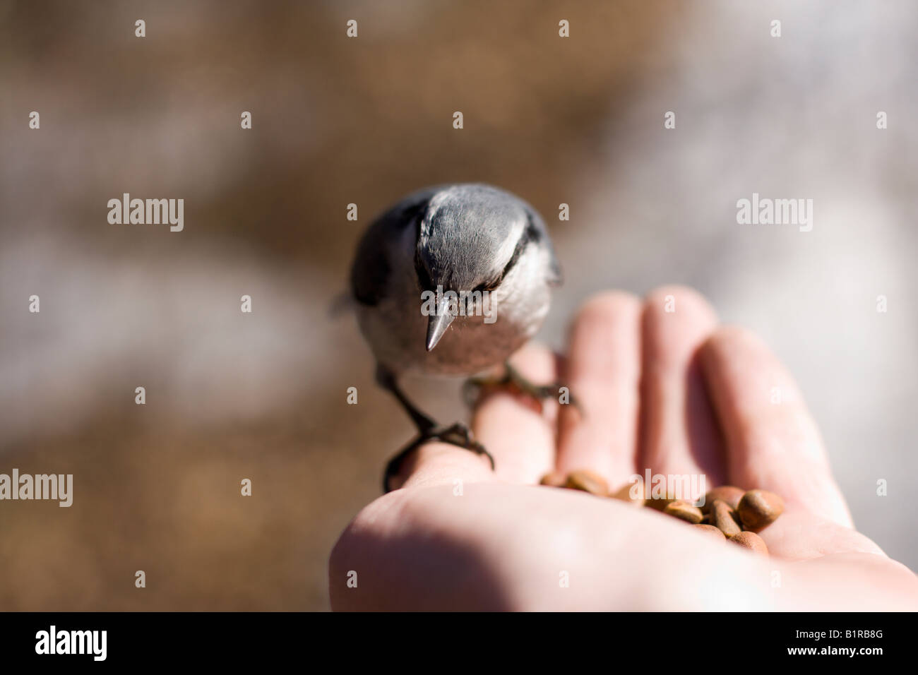 the wild bird sitting on hand Stock Photo - Alamy