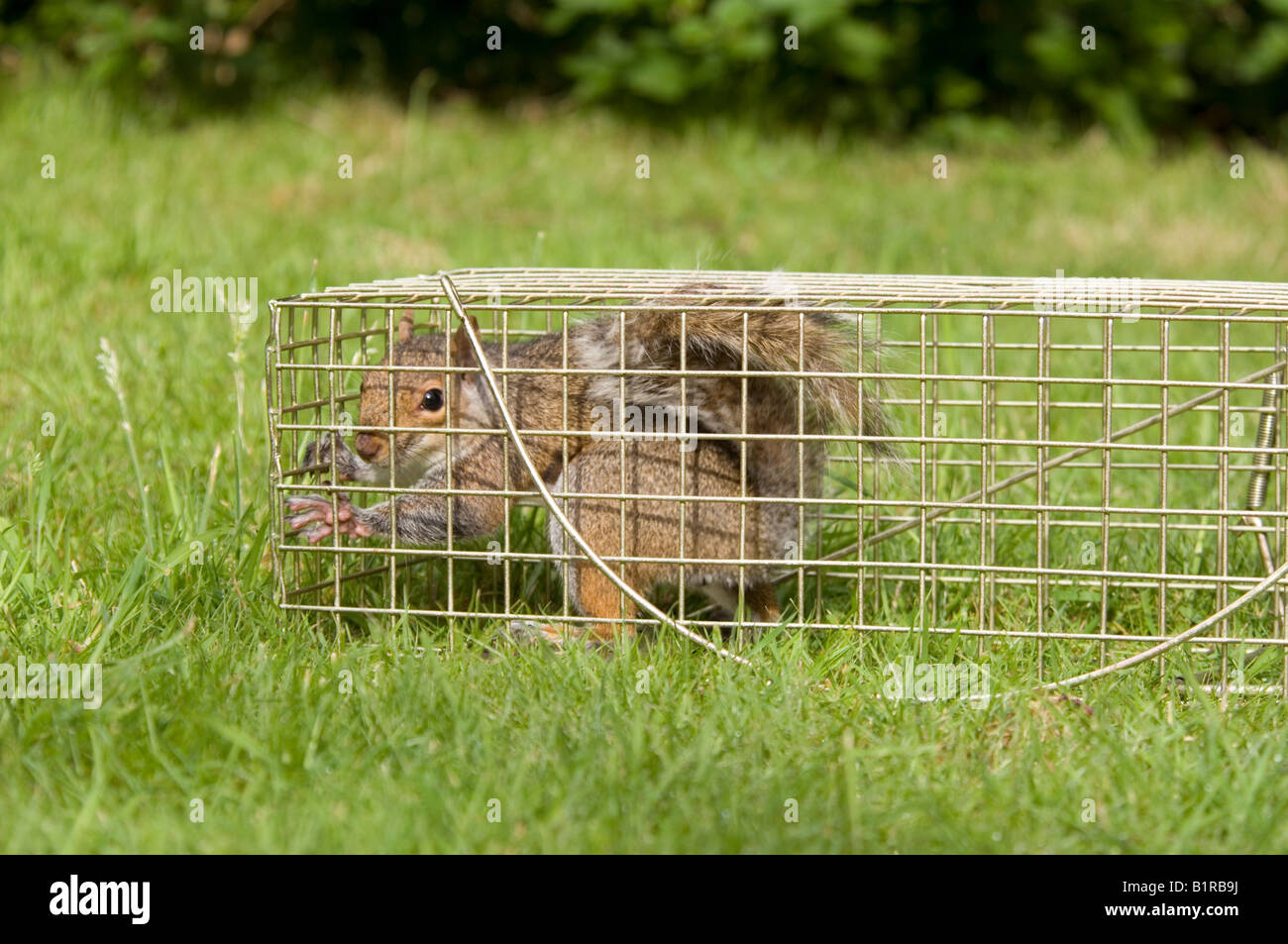 Squirrel in trap hi-res stock photography and images - Alamy