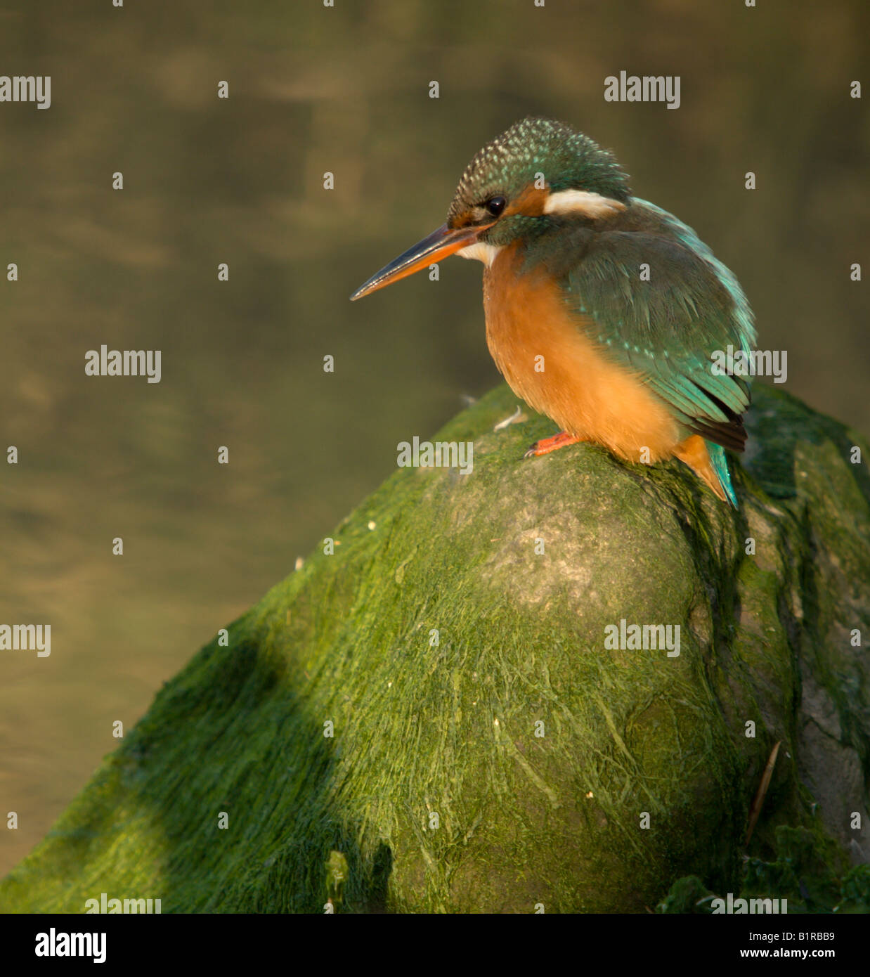 Kingfisher perched hi-res stock photography and images - Alamy