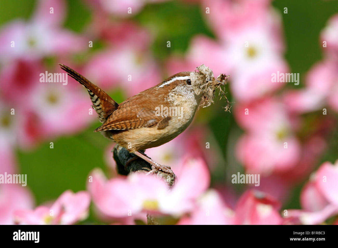 Carolina Wren perched with nest material in Dogwood Tree Blossoms Stock ...