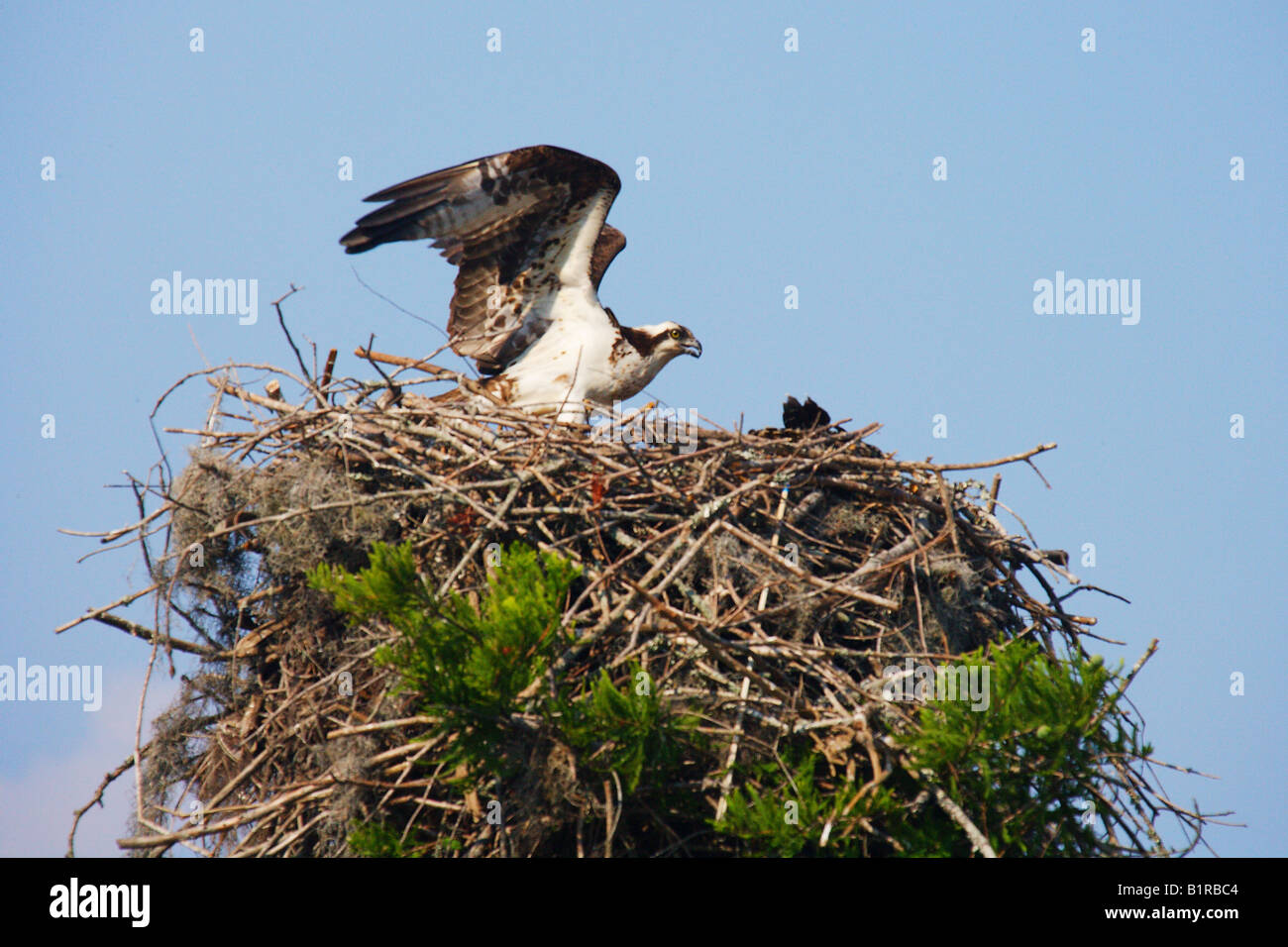 An Osprey keeps a watchful eye on its chicks from the edge of its ...