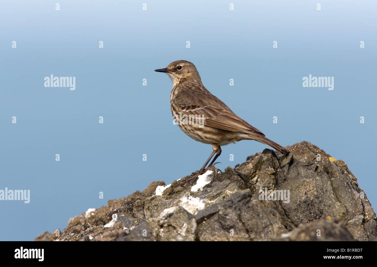 Rock pipit hi-res stock photography and images - Alamy